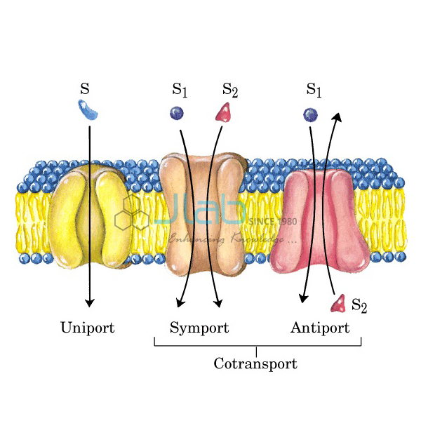 Uniport/ Symport, Antiport Model India, Manufacturers, Suppliers ...