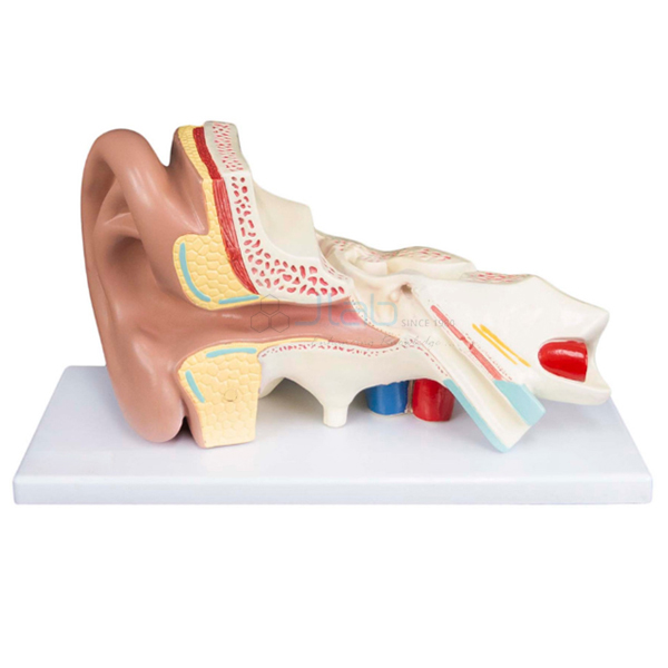 Middle Ear Model India, Manufacturers, Suppliers & Exporters in India