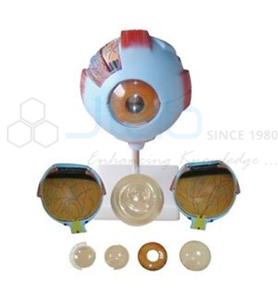 Eye Model India, Manufacturers, Suppliers & Exporters in India
