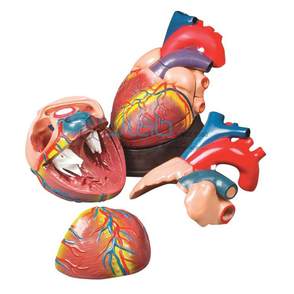 Heart Model (Jumbo) India, Manufacturers, Suppliers & Exporters in India