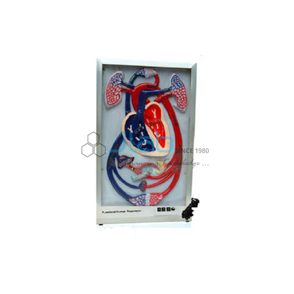 Cardiac Beat and Blood Circulation Model India, Manufacturers ...
