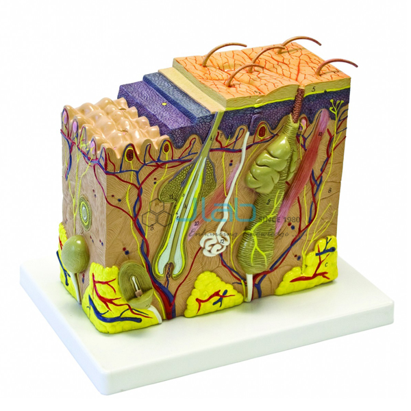 Skin Model India, Manufacturers, Suppliers & Exporters in India