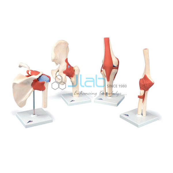 Human Body Joints India, Manufacturers, Suppliers & Exporters in India