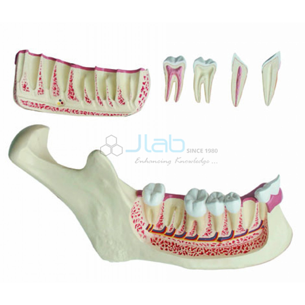 Lower Jaw Model India, Manufacturers, Suppliers & Exporters in India