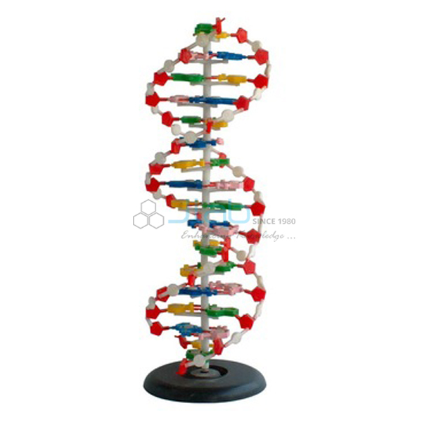 Human DNA Model India, Manufacturers, Suppliers & Exporters in India