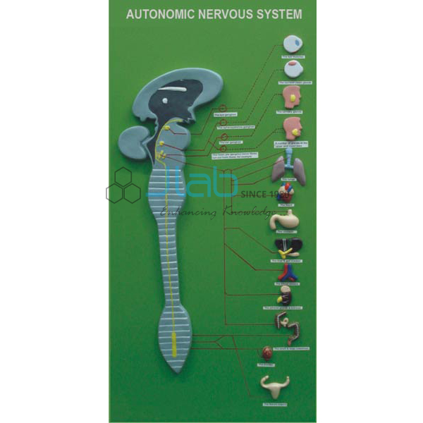Autonomic Nervous System India, Manufacturers, Suppliers & Exporters in ...