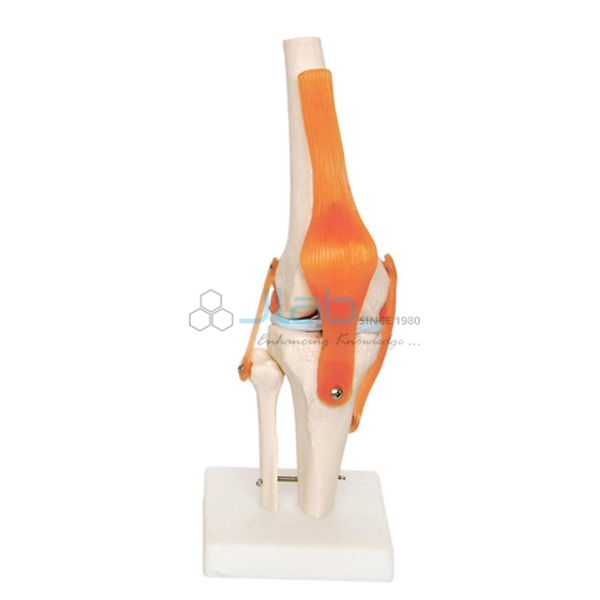 Human Knee Joint Model India, Manufacturers, Suppliers & Exporters in India