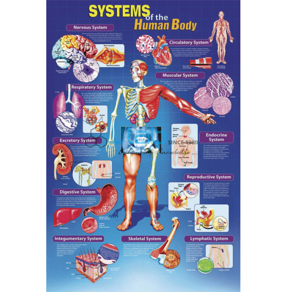 Systems Of The Human Body Poster India Systems Of The Human Body Systems Of The Human Body Poster India Systems Of The Human Body
