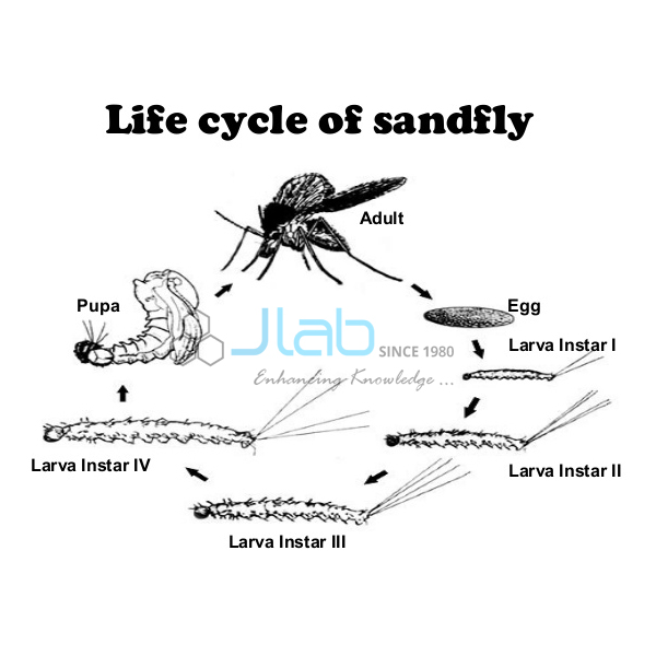 Sand Fly Life Cycle Model India, Manufacturers, Suppliers & Exporters ...